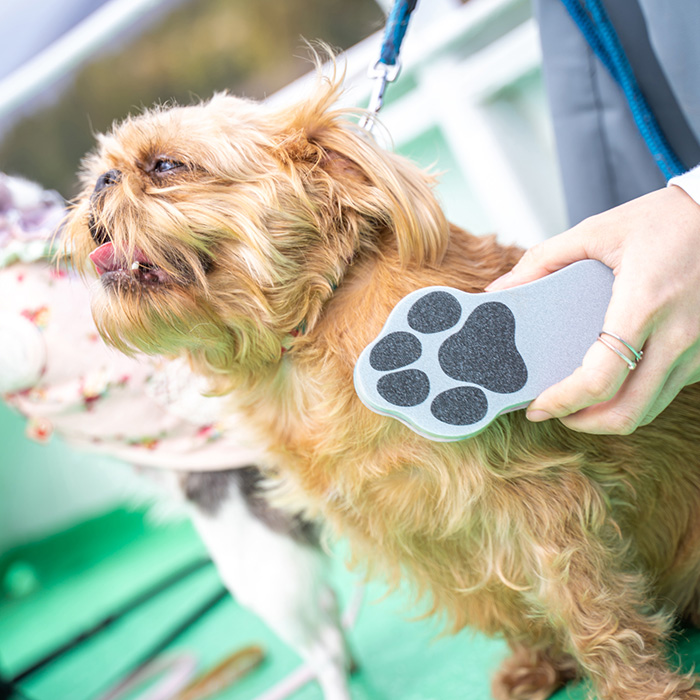 HARIO PET | ハリオのペット食器やグッズをご紹介