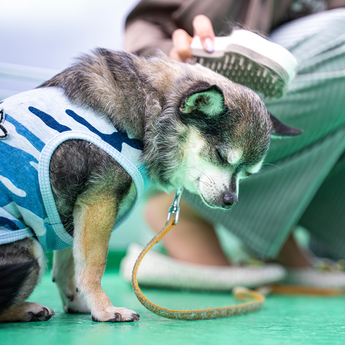 HARIO PET | ハリオのペット食器やグッズをご紹介