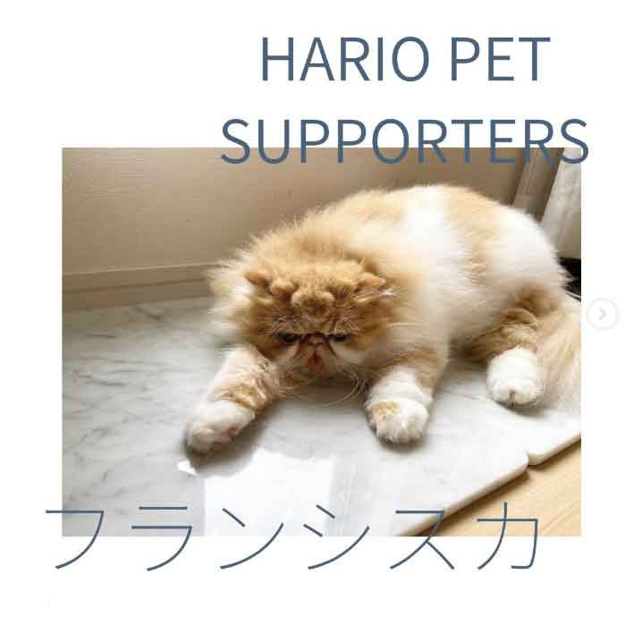 HARIO PET | ハリオのペット食器やグッズをご紹介